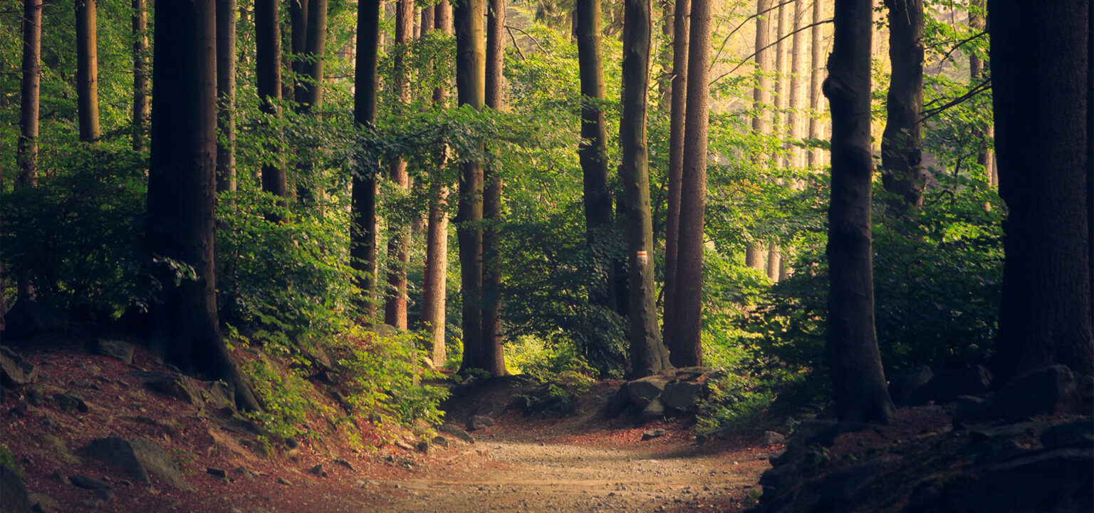 Master Moy - Aspengrove School